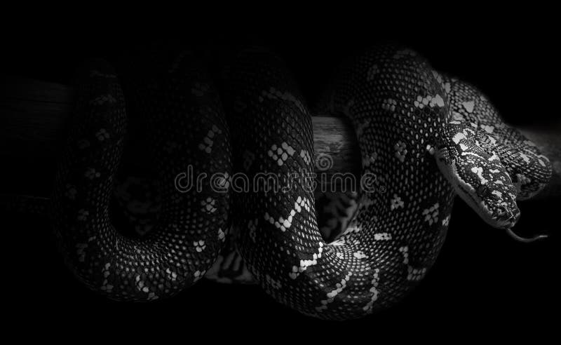 Black Diamond Python(Morelia Spilota Spilota), a Breed that Lives in ...