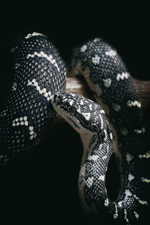 Black White Snake Lives South Carolina Stock Photos - Free & Royalty ...