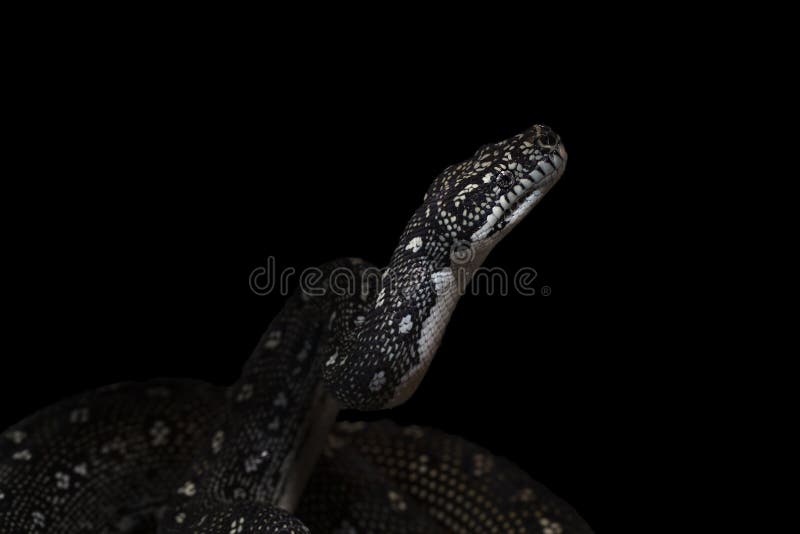 Python Australian Wildlife Stock Illustrations – 54 Python Australian ...