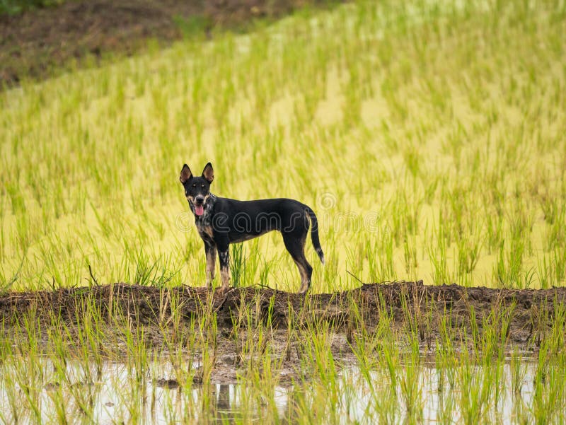 Black Dig Standing on the Rice Paddy Field Stock Image - Image of face ...