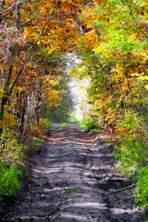 Black Dirt Road in the Autumn Forest Stock Photo - Image of autumn ...