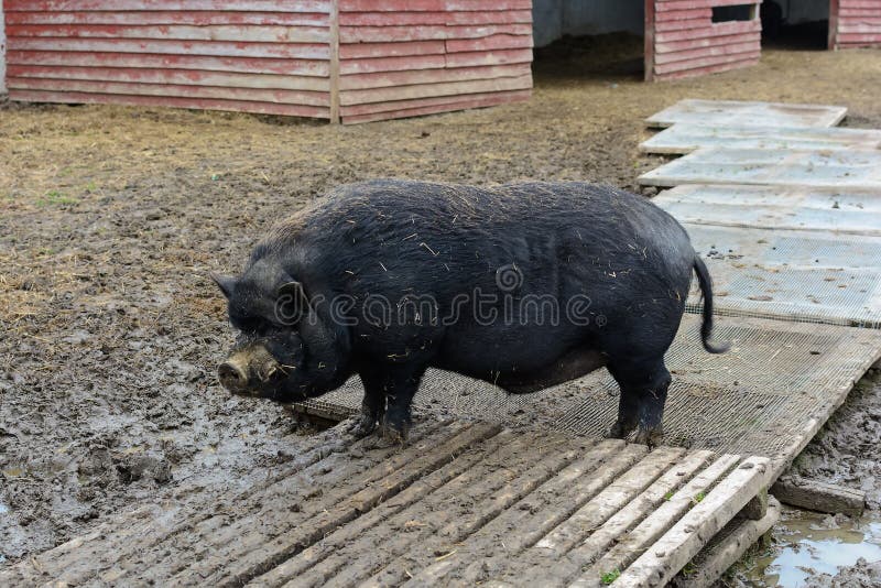 Black Dirty Cute Pig Eating in Farm Stock Image - Image of meat, pork ...