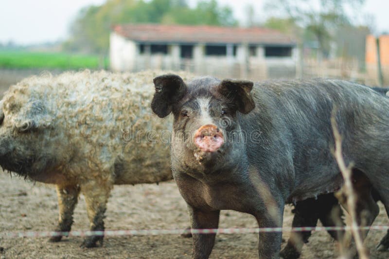 Black Dirty Pigs in the Farm Stock Photo - Image of wildlife, domestic ...