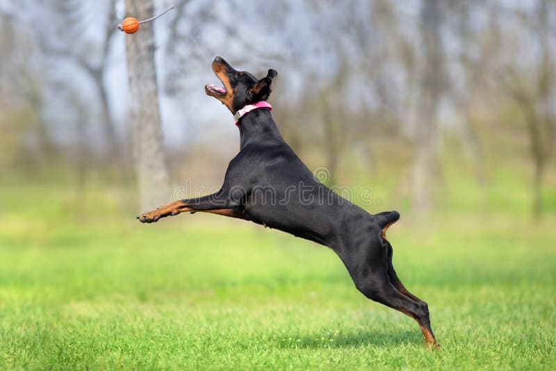 Black doberman play toy stock photo. Image of face, natural - 141734194