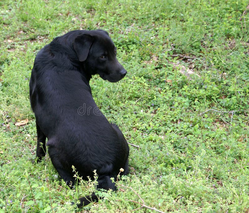 Black Dog stock photo. Image of senior, retriever, black - 12259798