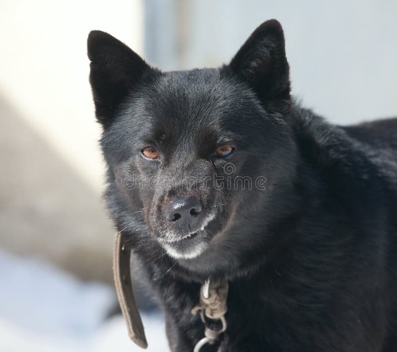 Black dog stock photo. Image of guarding, wool, shaggy - 19197252