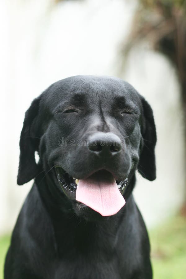 Black dog stock photo. Image of loyal, face, labrador - 5925056