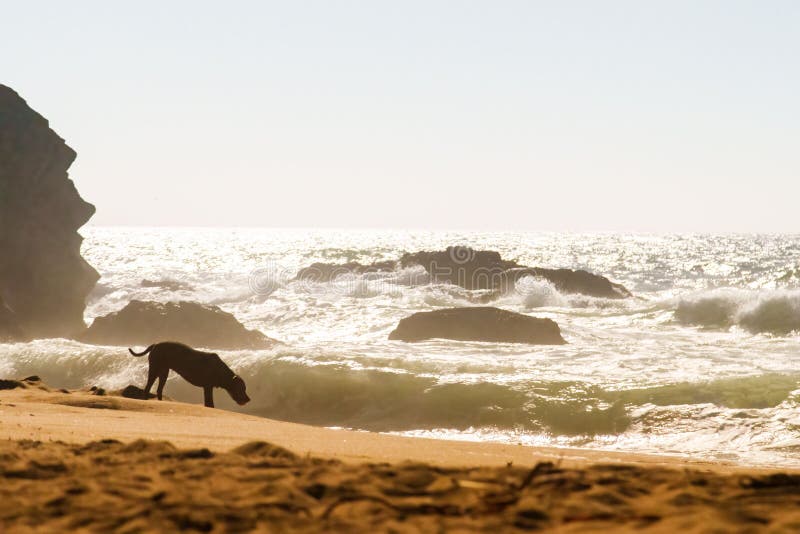 Black Dog on the Beach at Sunset Stock Image - Image of vacation, waves ...