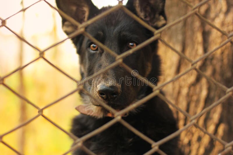 Black Dog Behind the Net. Black Shepherd Dog Stock Image - Image of ...