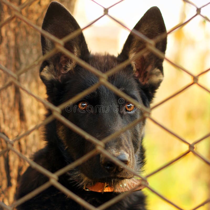 Black Dog Behind the Net. Black Shepherd Dog Stock Photo - Image of ...
