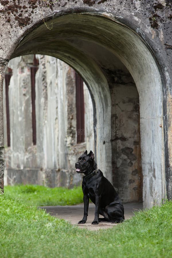 Cane Corso Angry Stock Photos - Free & Royalty-Free Stock Photos from ...