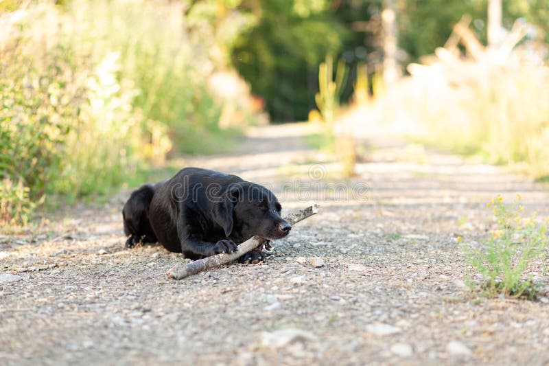 Black Dog with a Bone in His Mouth Lying on the Ground Stock Photo ...