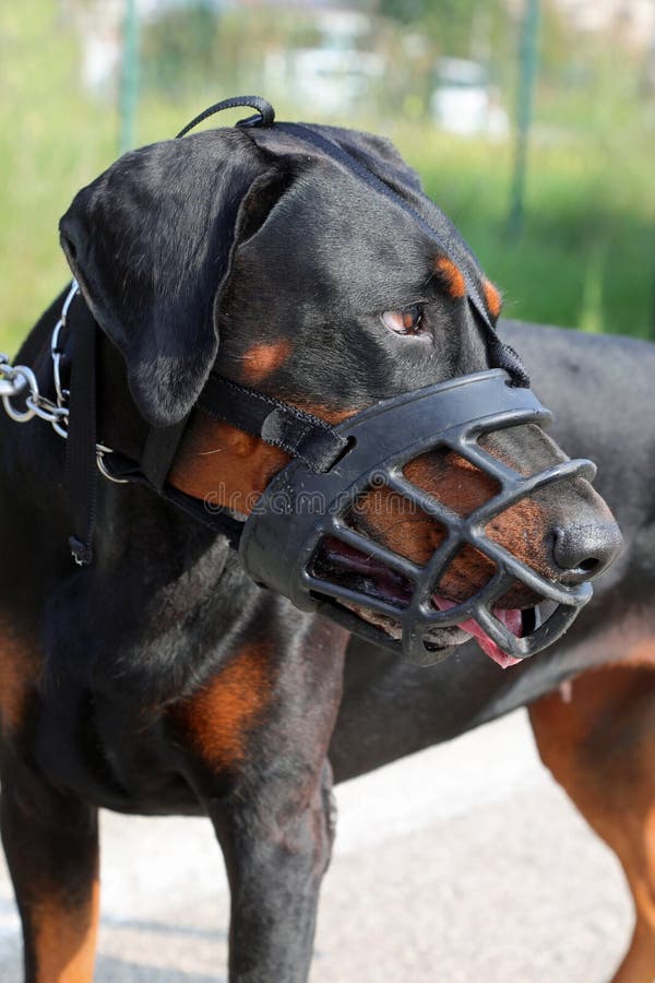 Black Dog Breed Doberman with Muzzle on His Mouth Stock Photo - Image ...