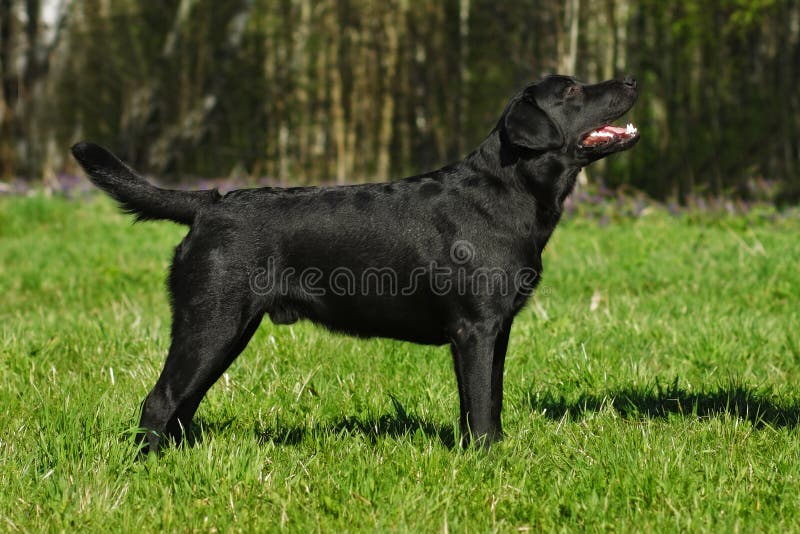 Black dog breed Labrador stock photo. Image of dark, male - 71726184