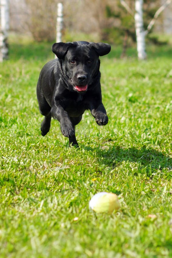 Black Dog Breed Labrador Playing with a Ball Park Stock Photo - Image ...