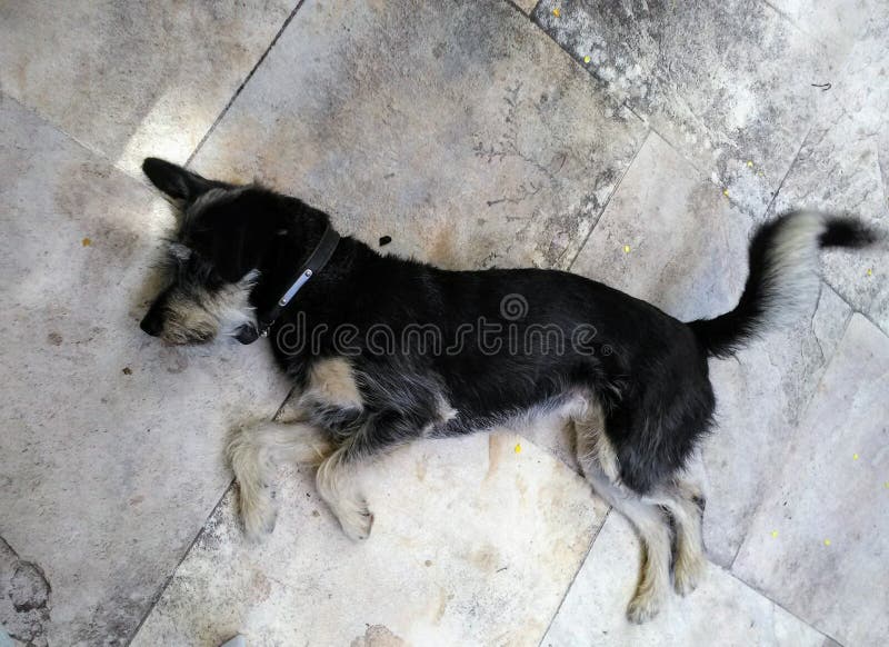 A Black Dog with a Brown Beard Sleeping on the Foor Stock Image - Image ...