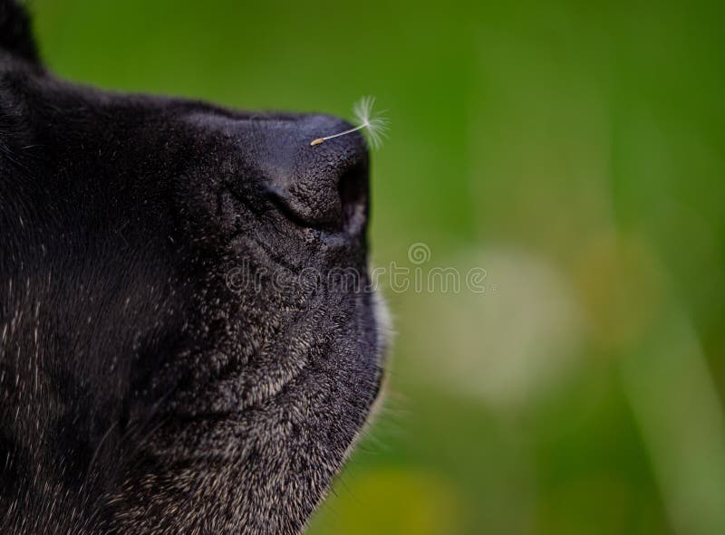 480 Micro Dog Stock Photos - Free & Royalty-Free Stock Photos from ...