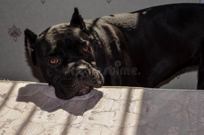 Black Dog of the Cane Corso Breed - Pet Stock Photo - Image of adorable ...
