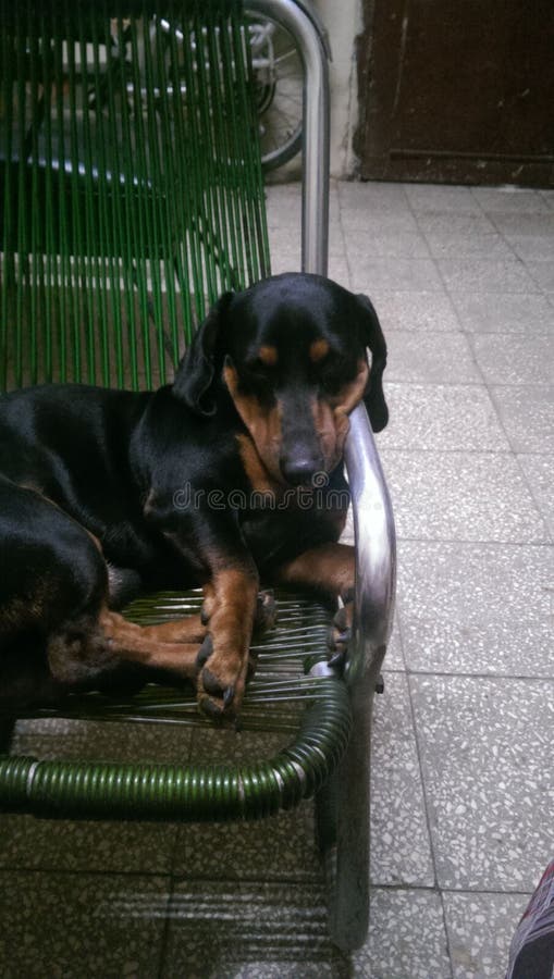 Black dog in the chair stock image. Image of perro, chair - 182163993