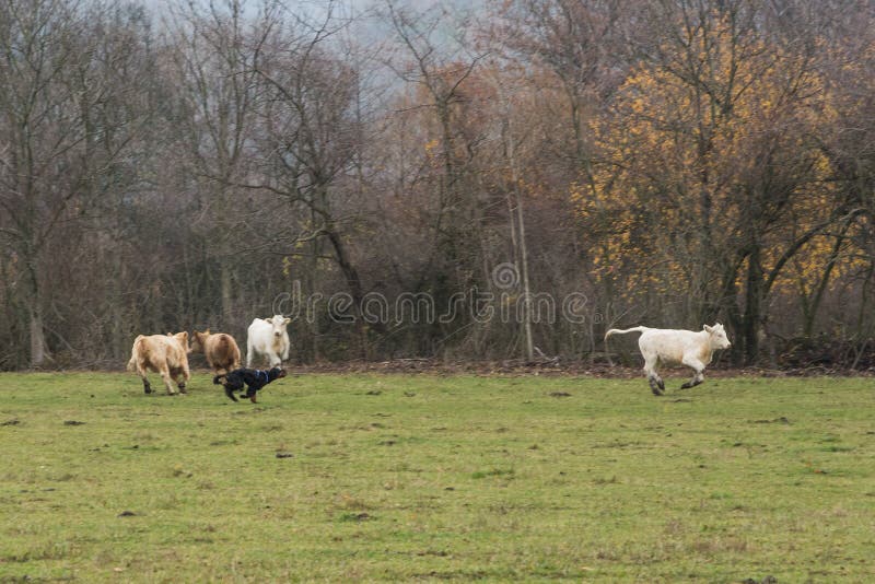 Dog Chasing Cattle Stock Photos - Free & Royalty-Free Stock Photos from ...