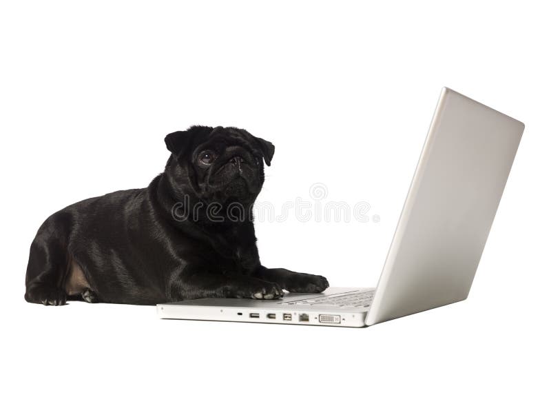 11,984 Dog Computer Stock Photos - Free & Royalty-Free Stock Photos ...