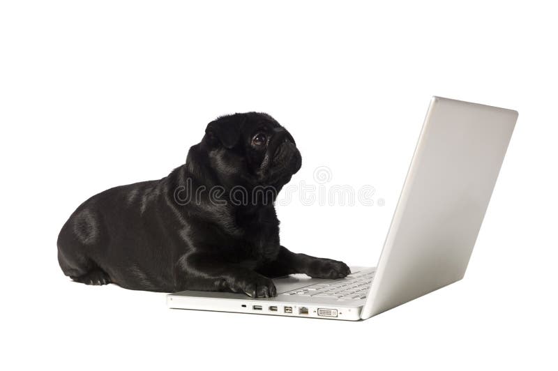 12,152 Dog Computer Stock Photos - Free & Royalty-Free Stock Photos ...