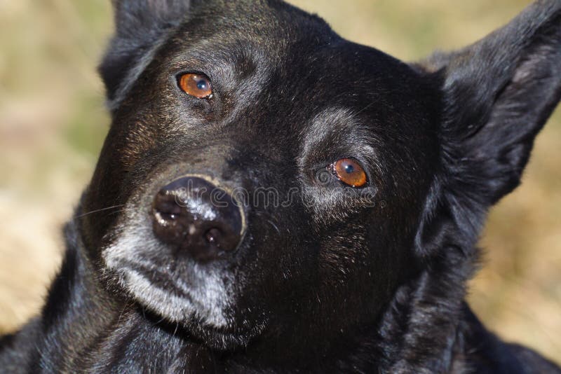 Black Dog Face stock photo. Image of friend, crossbreed - 2622070