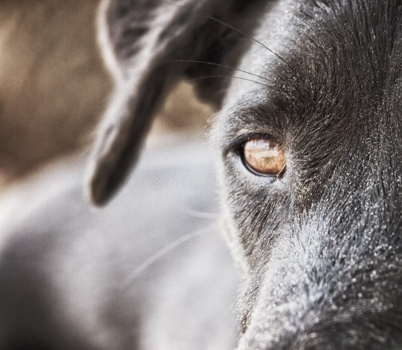 Black Dog Face Close-up 120 Stock Image - Image of outdoor, black: 83175325