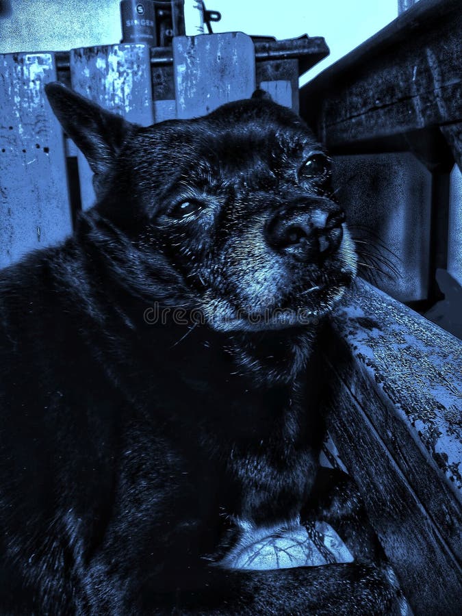 Black dog face stock photo. Image of mammal, monochrome - 204032680