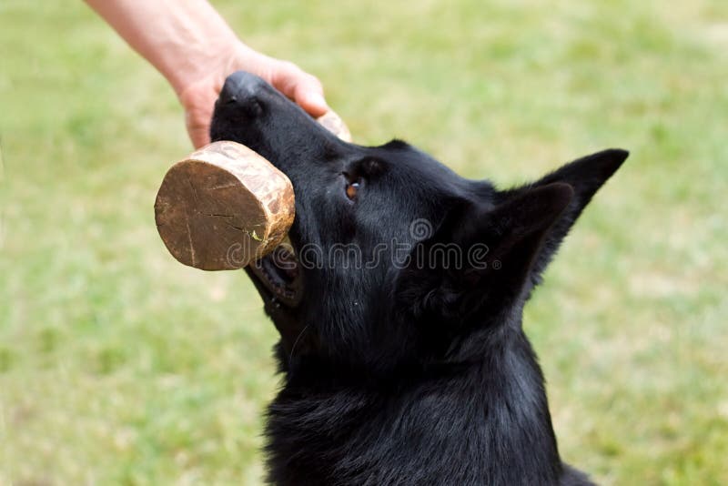 Black dog with fetch stock photo. Image of sport, black - 59842980