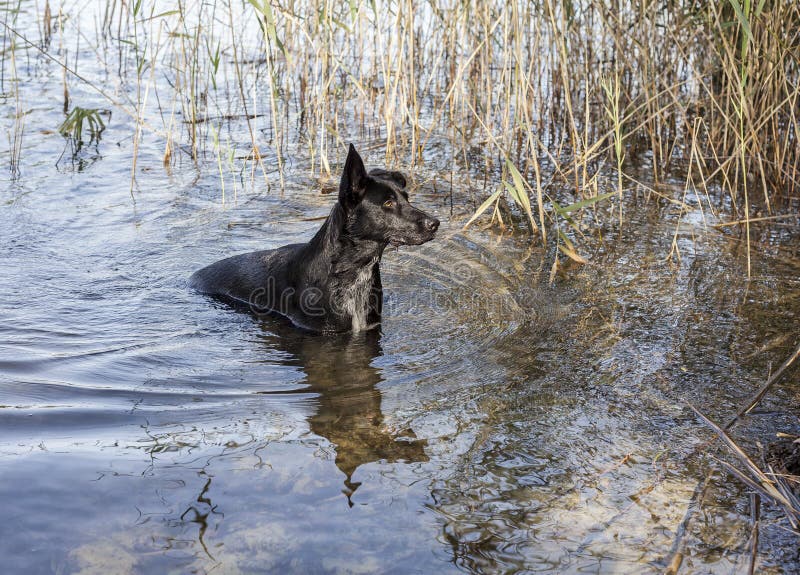 Black Dog Going Out from Lake Water Stock Image - Image of happiness ...