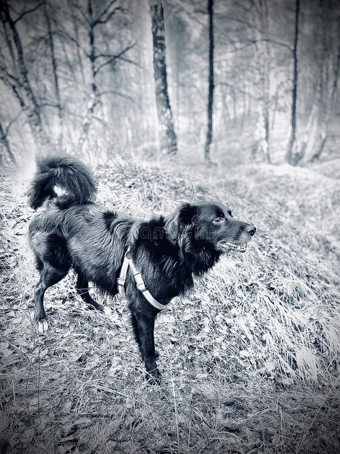 Black dog stock photo. Image of black, woods, walk - 209532312