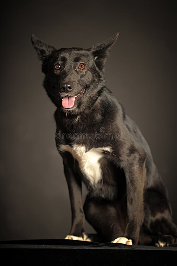Black Dog on Gray Background Stock Photo - Image of expression, animal ...