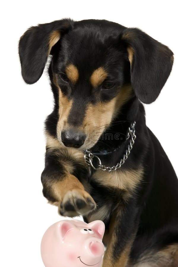 Black Dog is Holding Paw Over Pig Stock Photo - Image of nose, chain ...