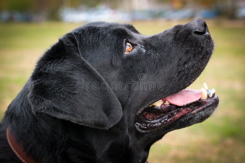 Black Dog Labrador Breeds Happy Walk Stock Photos - Free & Royalty-Free ...