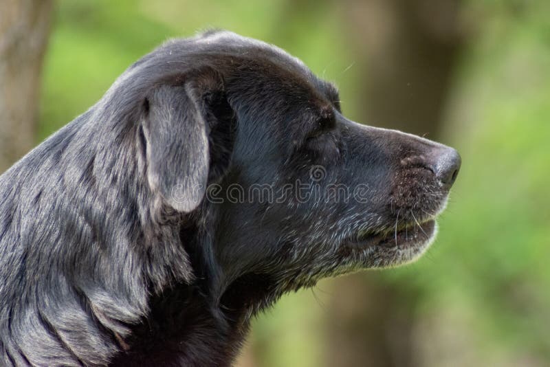 Black dog labrador stock image. Image of meadow, female - 269045569