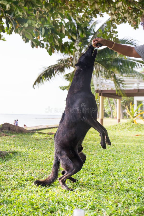 Black Dog Labrador Outdoor Training Process Stock Photo - Image of cute ...