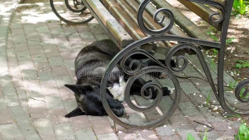 Black Dog Lies Under the Bench Stock Photo - Image of outdoor, calm ...