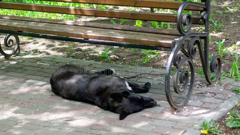 Black Dog Lies Under the Bench Stock Photo - Image of chicago, rest ...