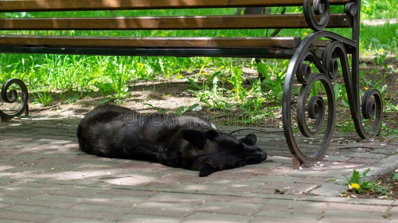 Black Dog Lies Under the Bench Stock Image - Image of play, friend ...