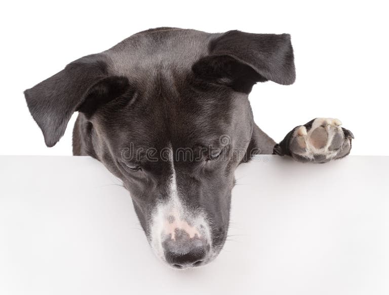 28,643 Dog Looking Down Stock Photos - Free & Royalty-Free Stock Photos ...