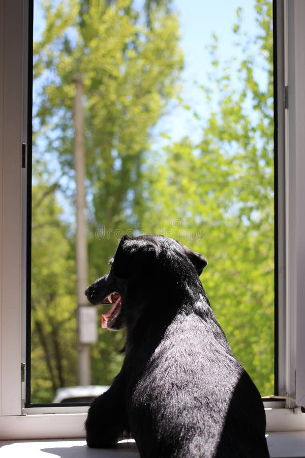 395 Sad Dog Looking Out Window Stock Photos - Free & Royalty-Free Stock ...