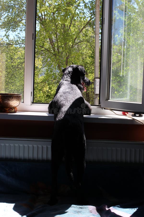 395 Sad Dog Looking Out Window Stock Photos - Free & Royalty-Free Stock ...
