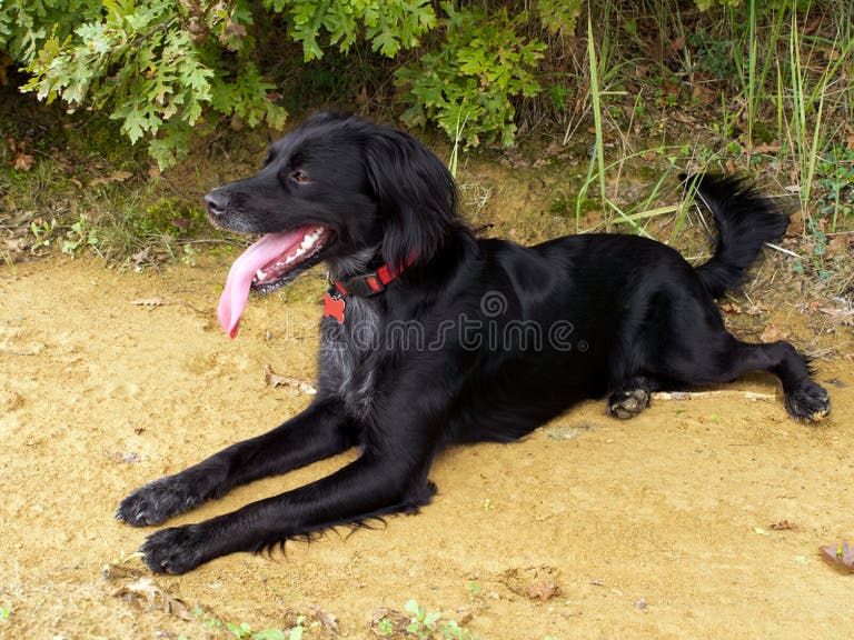 Black pet dog lying down stock photo. Image of glossy - 33335720