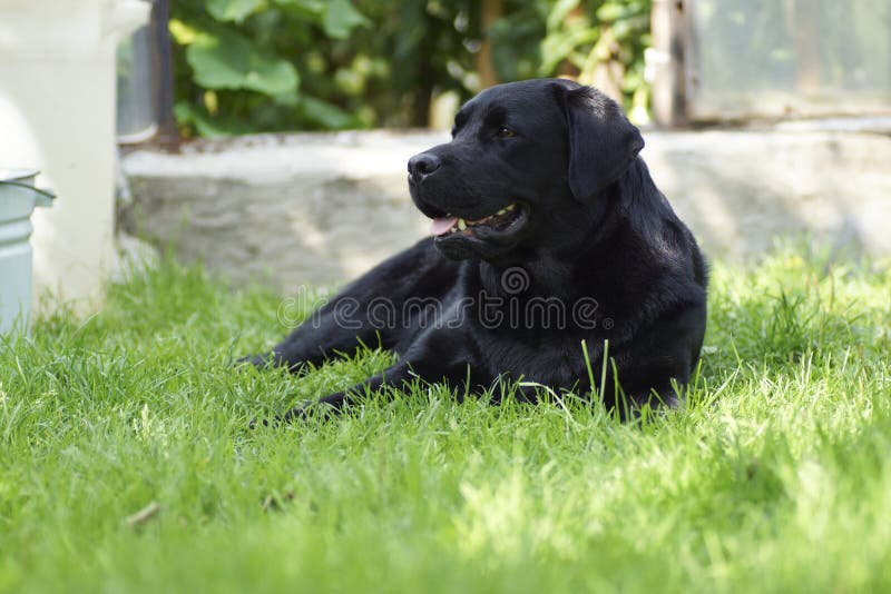 Black Labrador Lying Down Stock Photos - Download 389 Royalty Free Photos