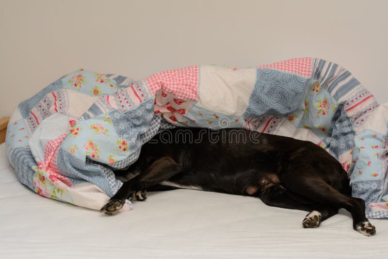 Black Dog Master's Bed Stock Photos - Free & Royalty-Free Stock Photos ...