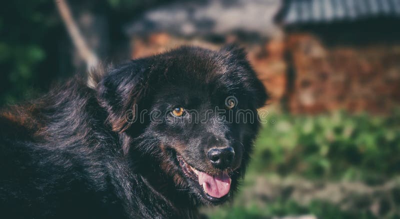 Pet Meda Stock Photos - Free & Royalty-Free Stock Photos from Dreamstime