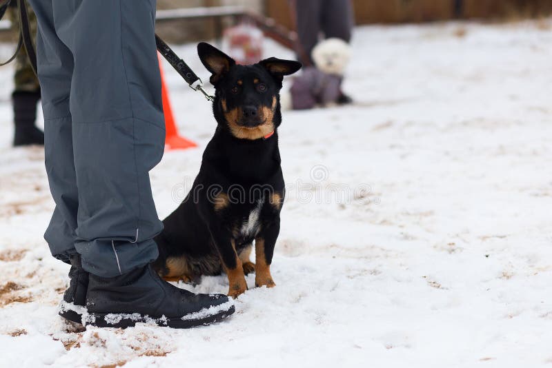 Black Dog Training in Winter Stock Photo - Image of portrait, loyal ...
