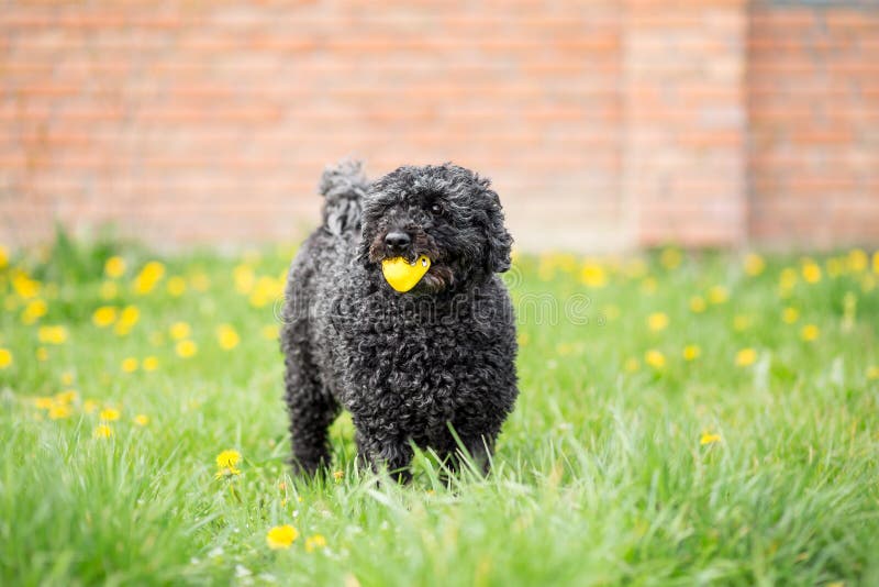 Black Dog Playing in Spring Garden Stock Photo - Image of friend ...