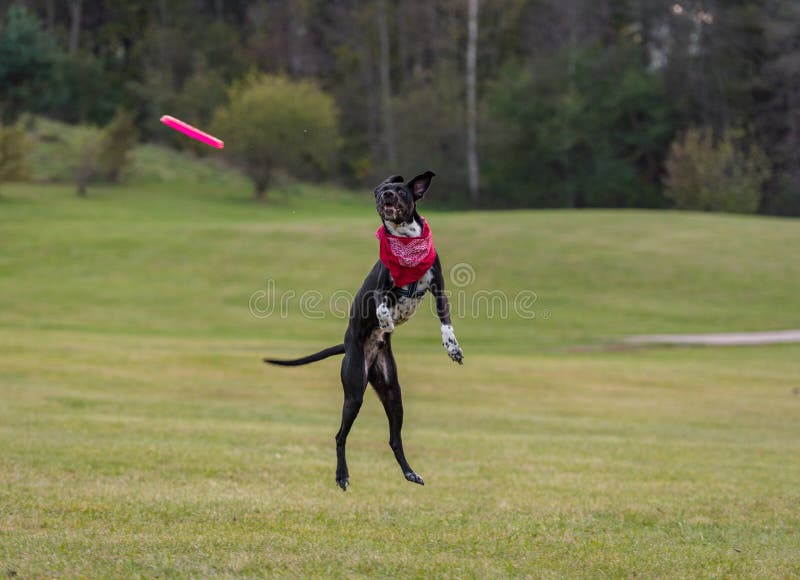 Black Dog is Playing. Try To Catch a Toy. Stock Photo - Image of ...